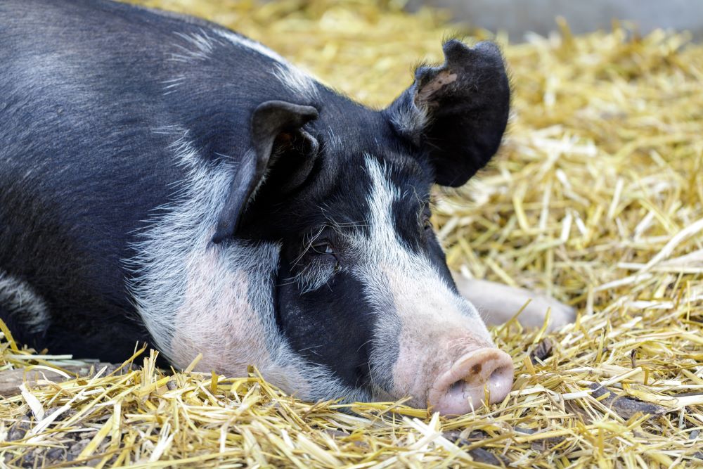 Pig Breeds in Focus - Berkshire Pig — Chestnut Mill