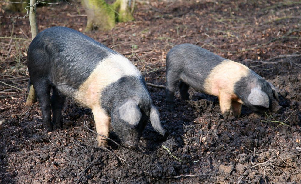 Pig Breeds in Focus - British Saddleback — Chestnut Mill