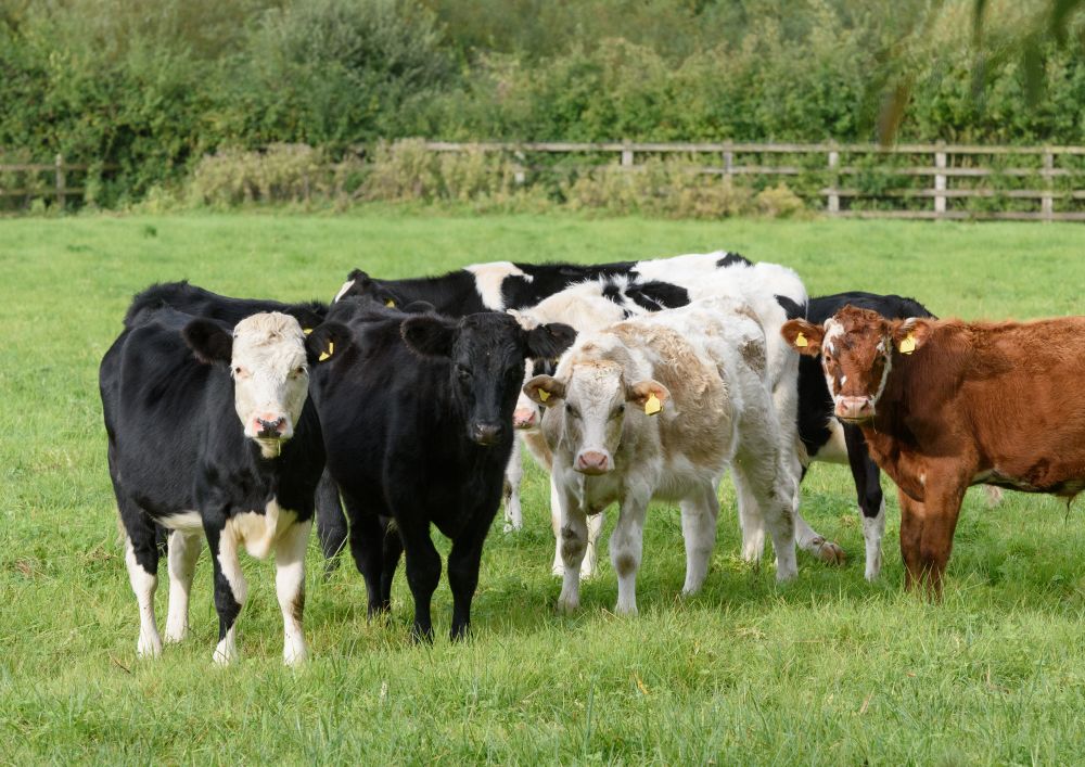A Guide to Rearing & Feeding Cattle — Chestnut Mill