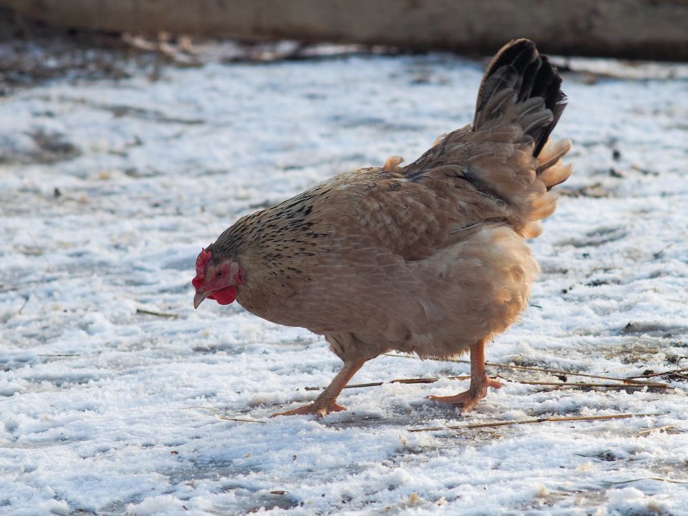 How to Stop Chicken Water Freezing (Simple Winter Setups) — Chestnut Mill