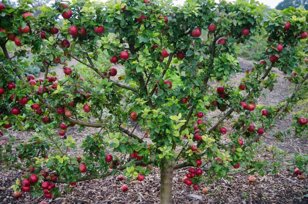 Creating Your Own Fan-Trained Fruit Tree: A Guide - Chestnut Mill