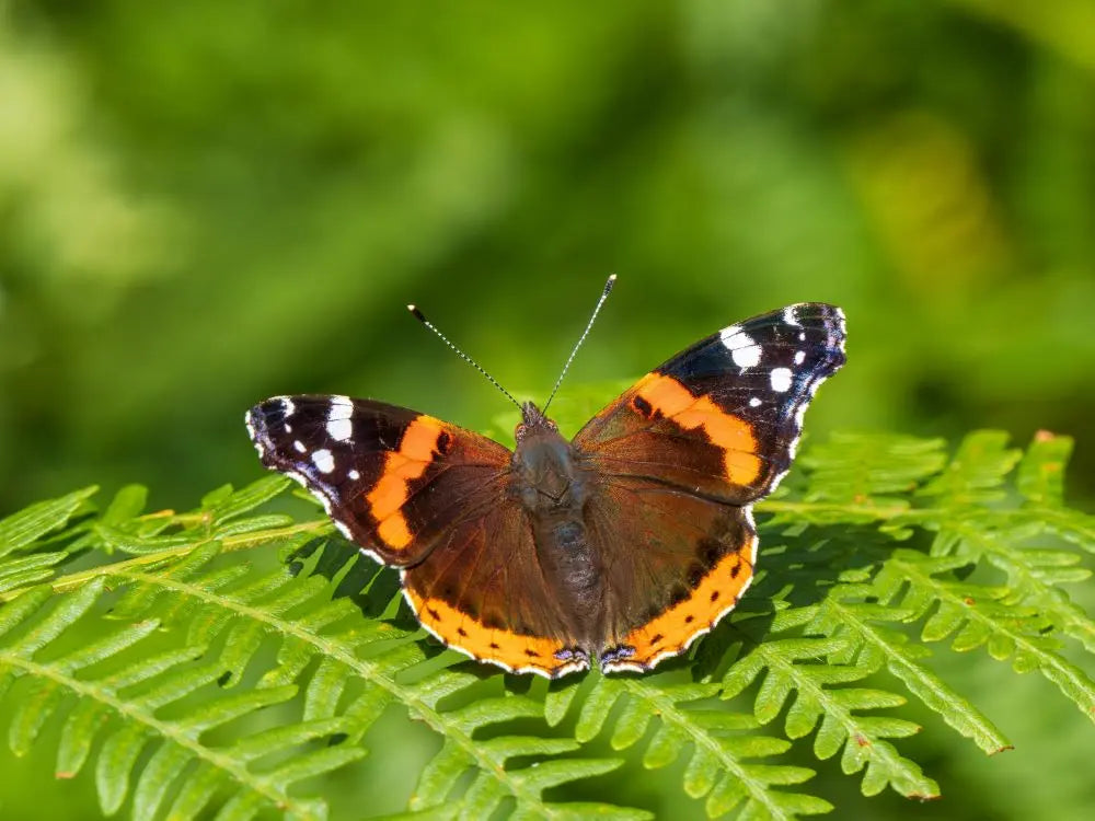 Creating a Flutter: How to Attract Butterflies to Your Garden ...