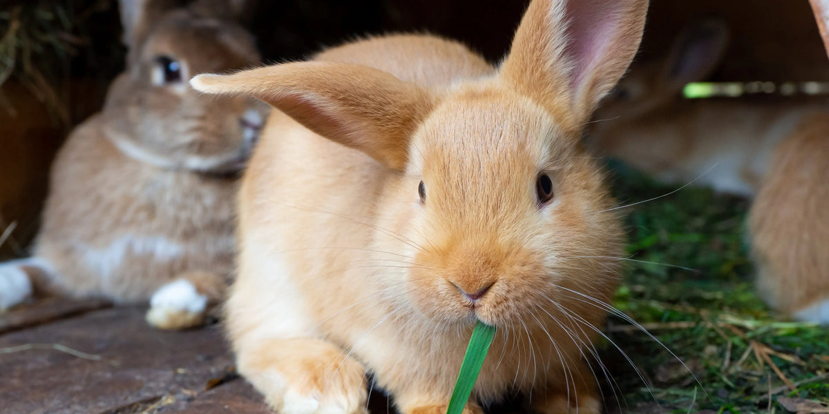 Demystifying Rabbit Diet: What Exactly to Feed Your Furry Friend ...