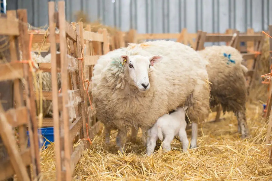 Essential Guide to Lambing Season: Get Prepared — Chestnut Mill