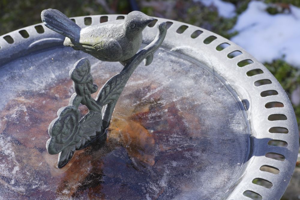 Do Birds Need Water in Winter UK? | Bird Bath Tips & Freezing Solutions ...