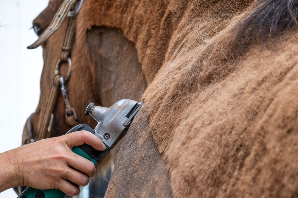 Master Horse Clipping in 10 Simple Steps - Chestnut Mill