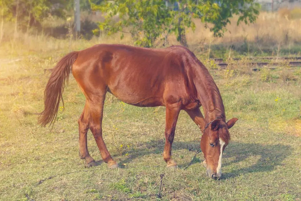 How to Identify and Manage Poor Condition in Horses — Chestnut Mill