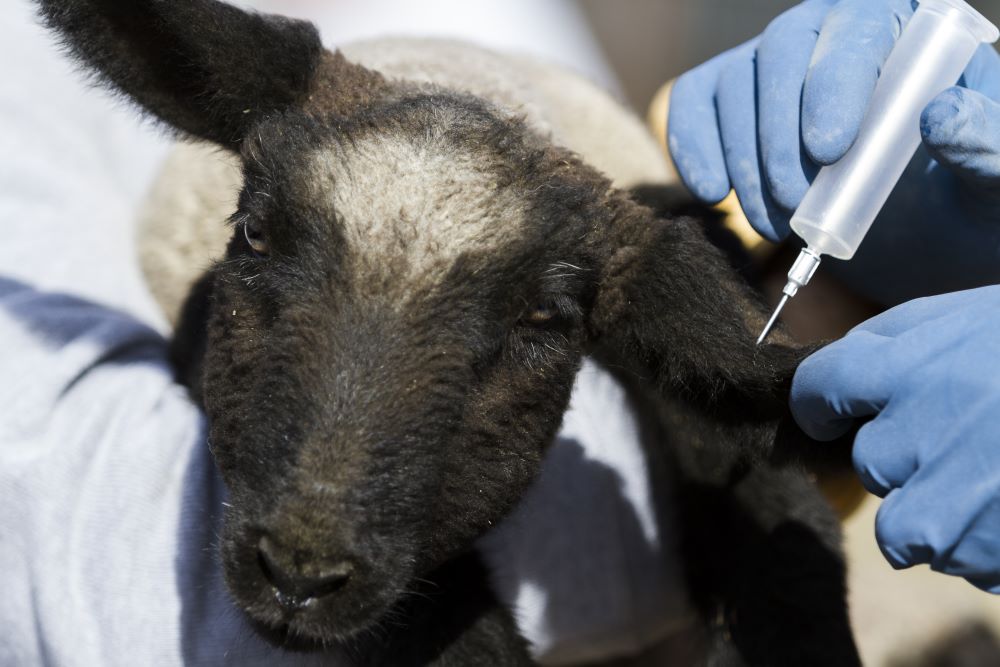 Protecting Your Flock: A Beginner's Guide to Lamb Vaccination ...