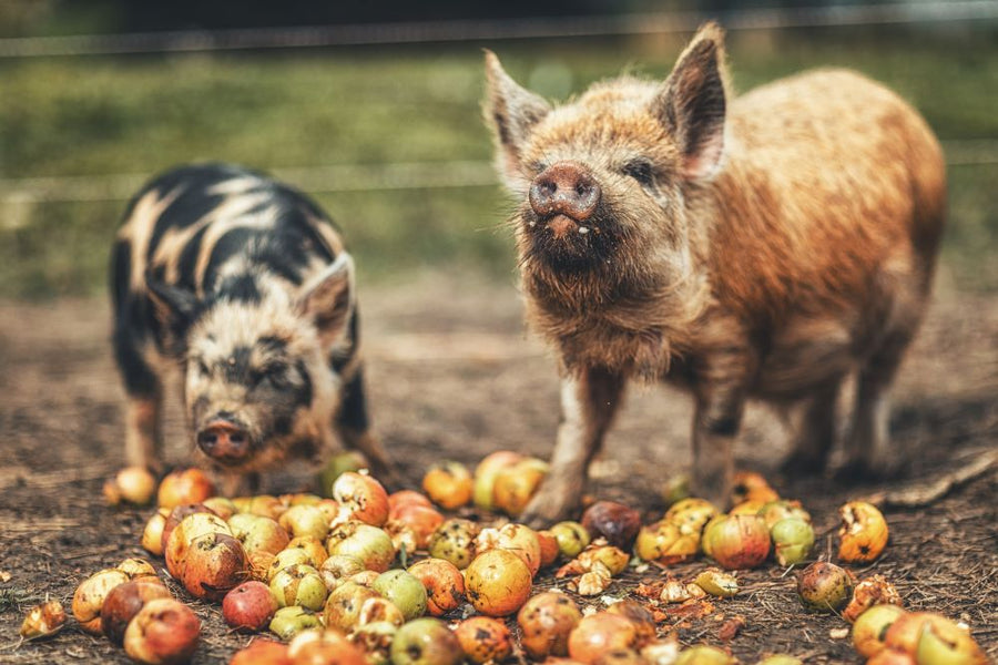 What to feed pigs: A 4-step guide to proper nutrition — Chestnut Mill