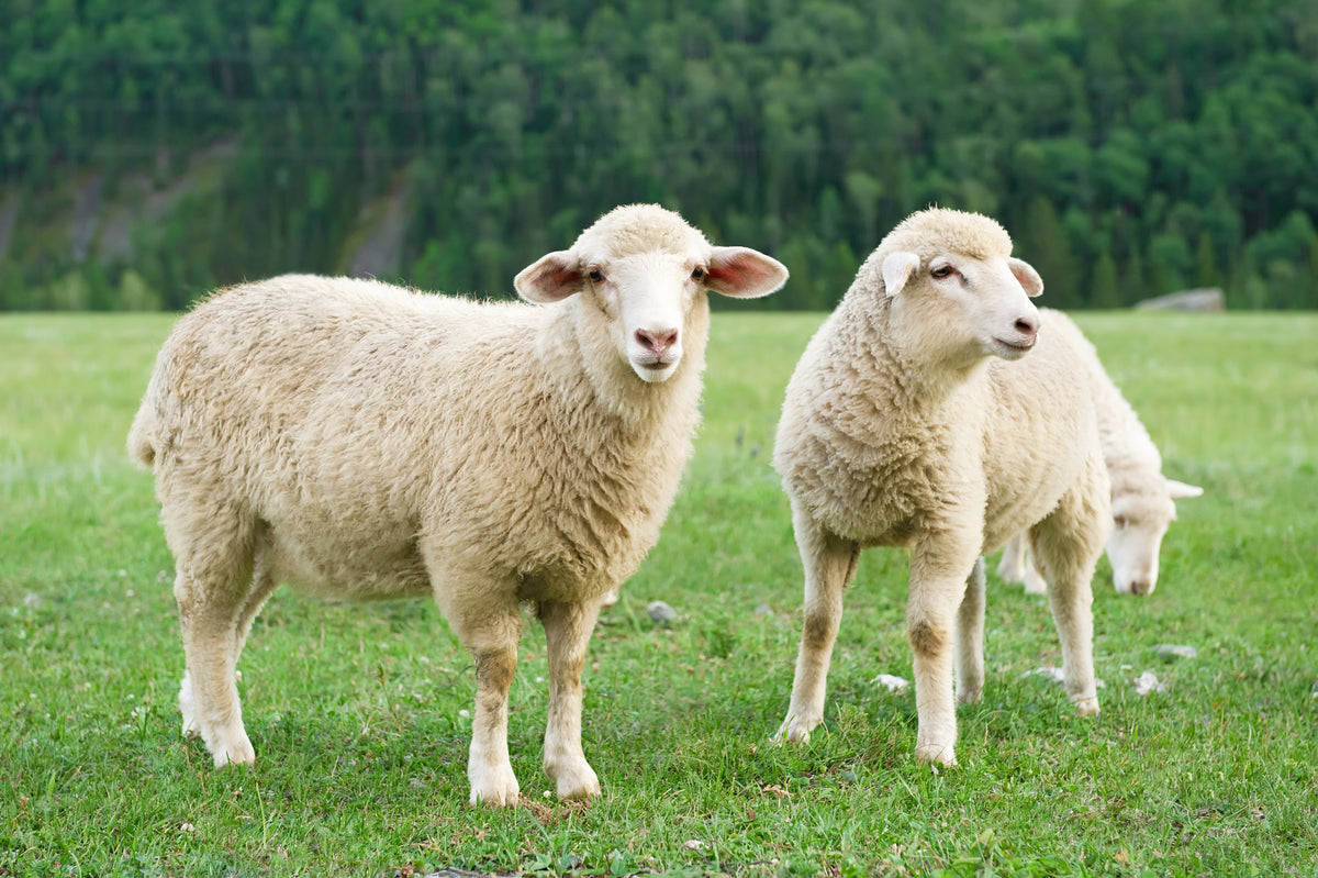 Top Tips for managing ewe mastitis during lambing - Chestnut Mill
