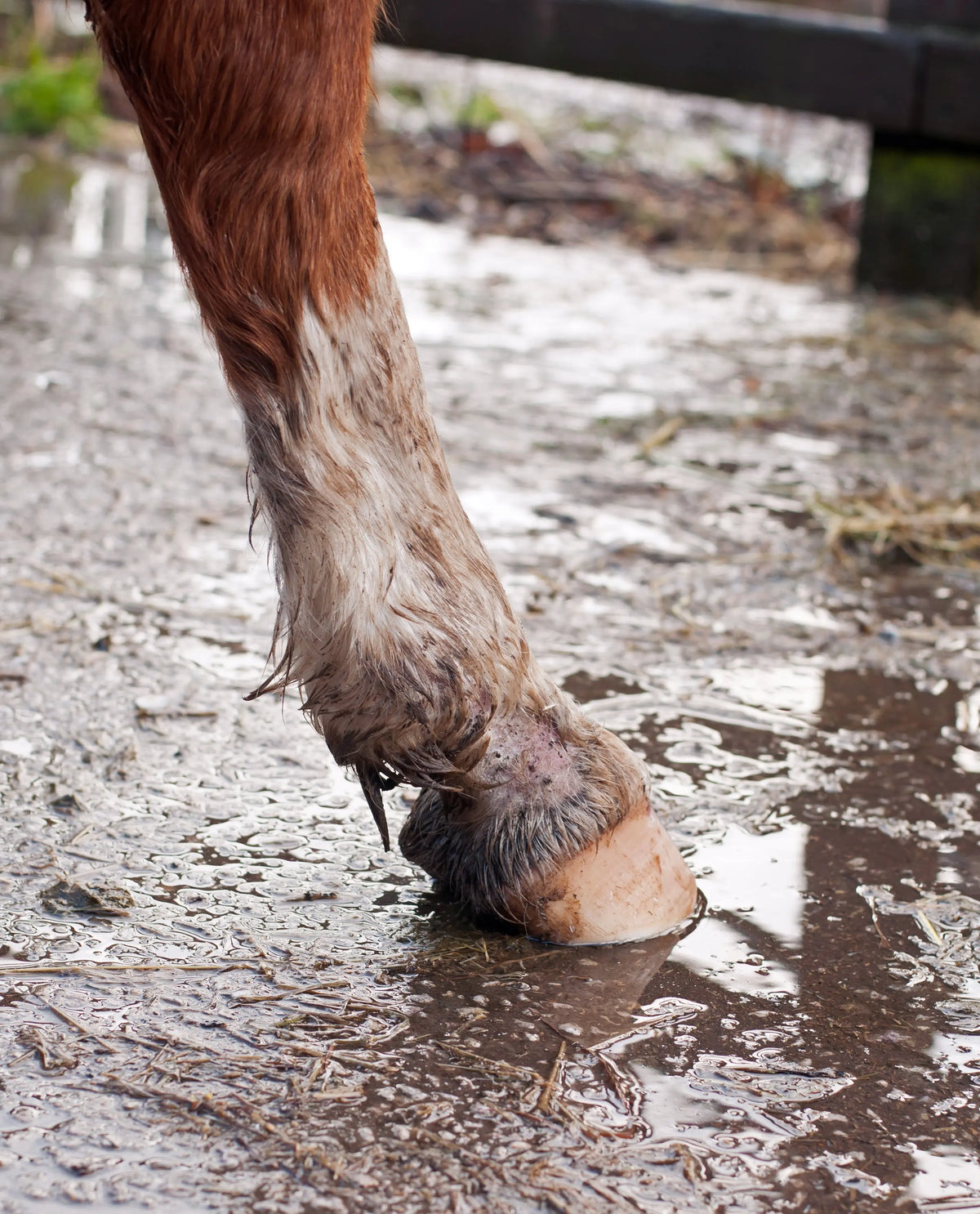 What is Mud Fever? - Chestnut Mill