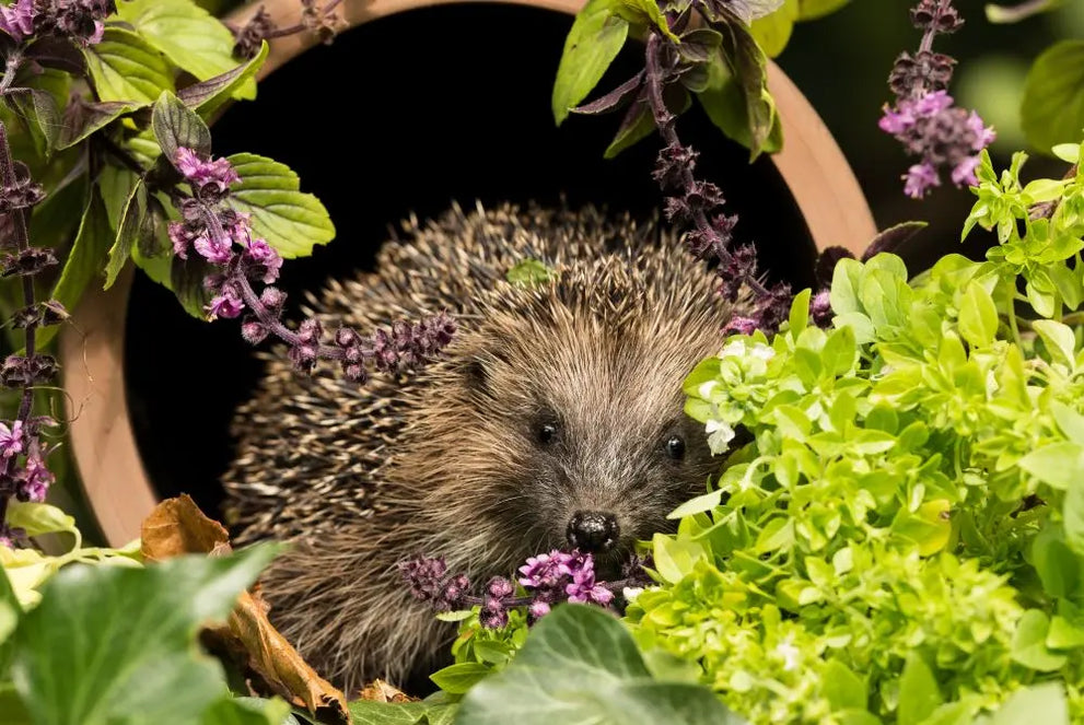 What's on the Menu? Hedgehog Food for Awareness Week - Chestnut Mill