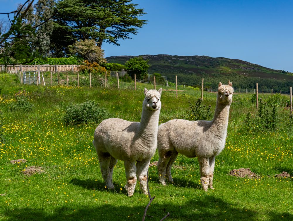 Alpaca Rearing & Feeding Guide (UK) — Chestnut Mill