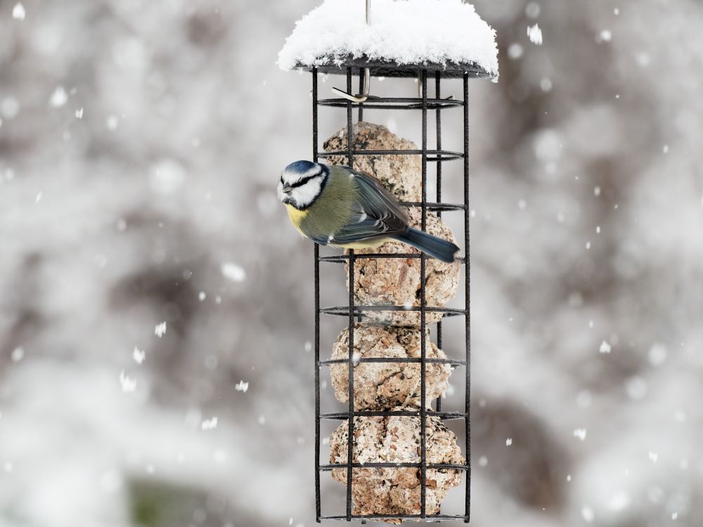 What to Feed Birds in Winter UK | Safe & Nutritious Choices — Chestnut Mill