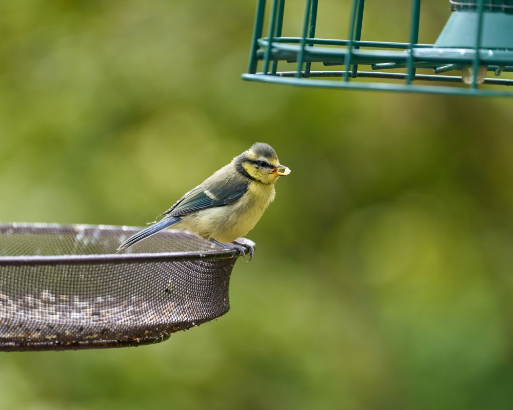 Best Bird Feeder for Winter UK | Hanging, Table & Ground Types ...