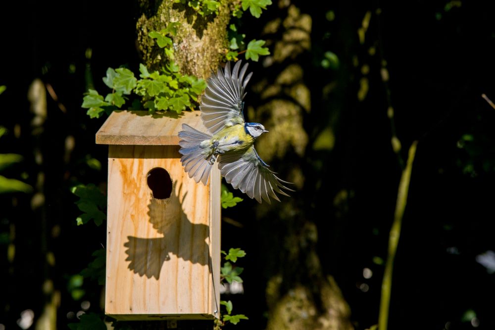 Perfect Nest Box Placement: Enhance Your Garden This Nest Box Week ...