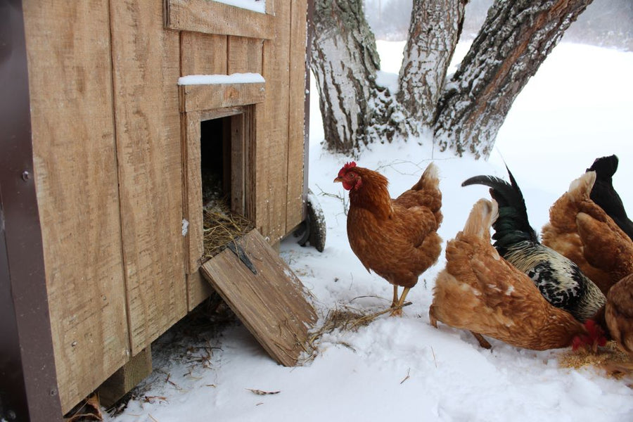 Chicken Winter Care Checklist (UK): Feed, Water, Coop & Laying ...