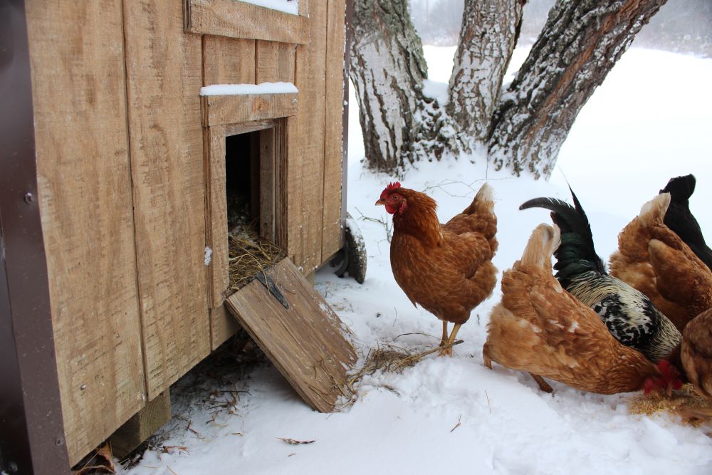 Chicken Winter Care Checklist (UK): Feed, Water, Coop & Laying ...