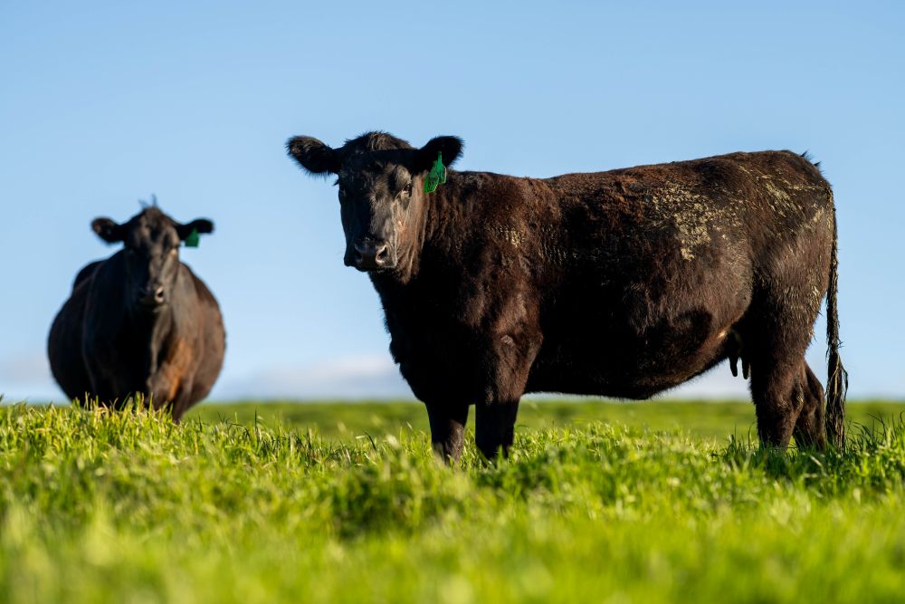 What Is Grass Tetany in Cattle? | Signs, Prevention & Grazing ...