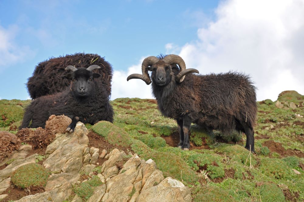 Sheep Breeds in Focus - Hebridean - Chestnut Mill