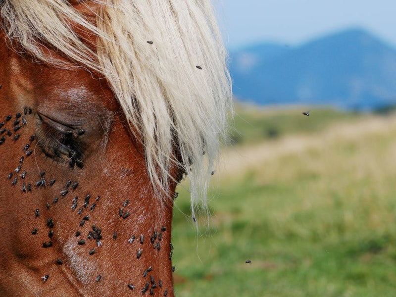 Fly Season Survival Guide for Horses (UK) | Reduce Bites & Itching ...