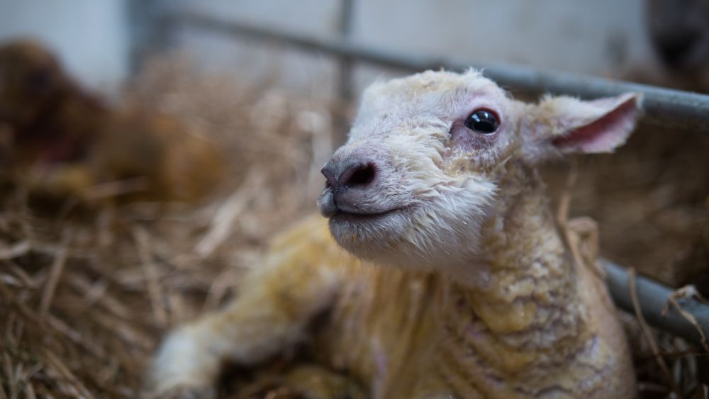 Lambing Kit Checklist: What You Need Ready (Practical UK Guide ...