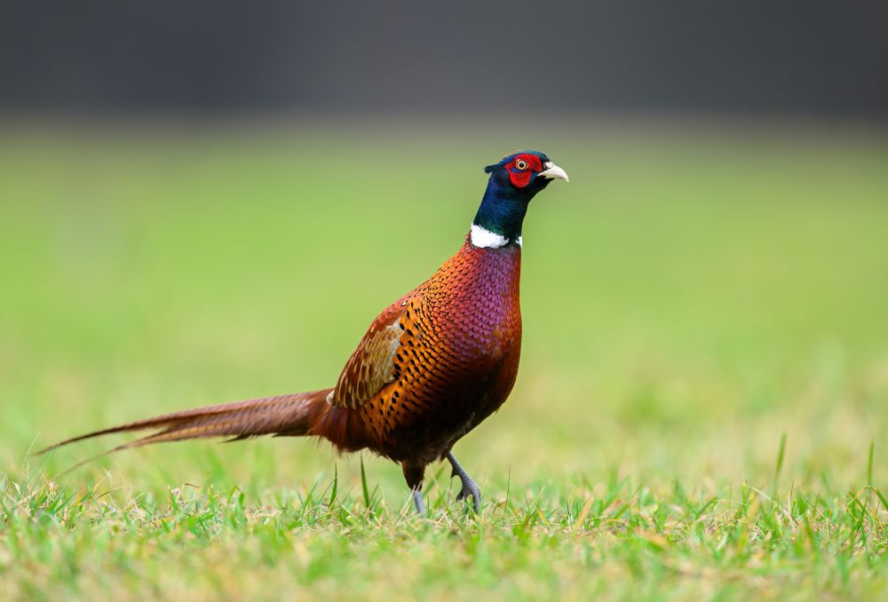 A Complete Guide to Rearing & Feeding Pheasants — Chestnut Mill