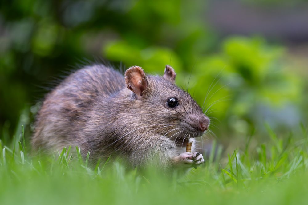 Rodent-Proof Feed Storage: Keep Rats Out of Poultry & Livestock Feed ...