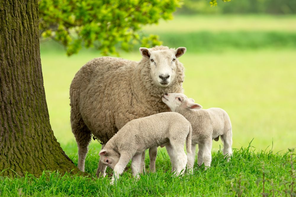 A Guide to Rearing & Feeding Sheep — Chestnut Mill