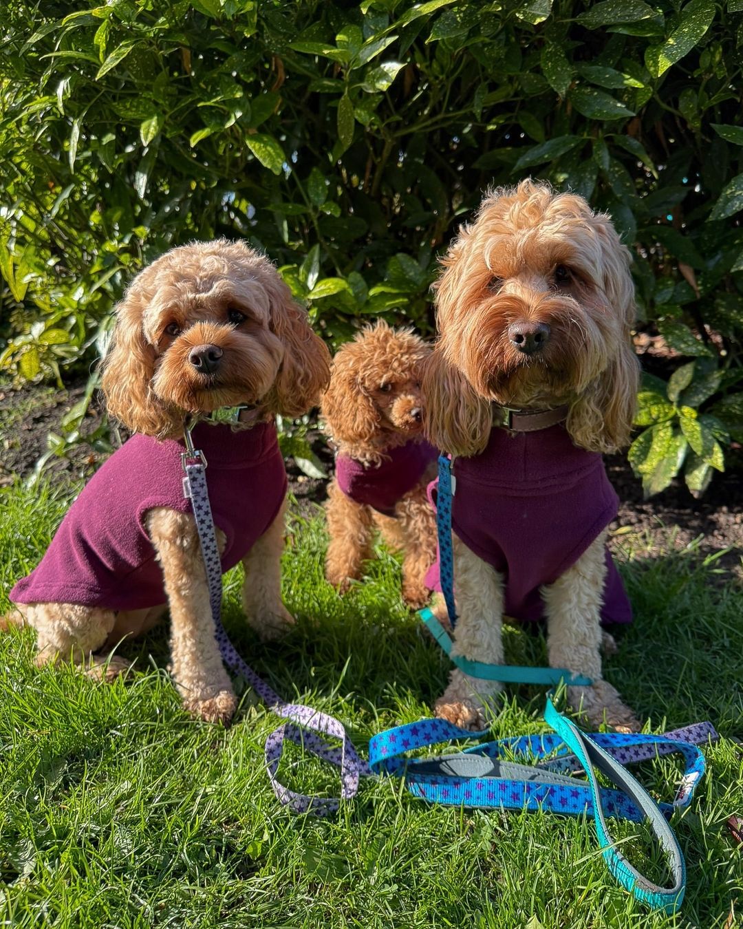 Doodlebone Dog Coat Fleecy - Various Colours & Sizes — Chestnut Mill